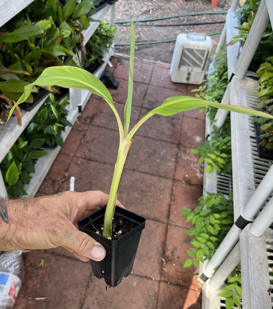 Dwarf Puerto Rican Plantain - Banana Trees For Sale