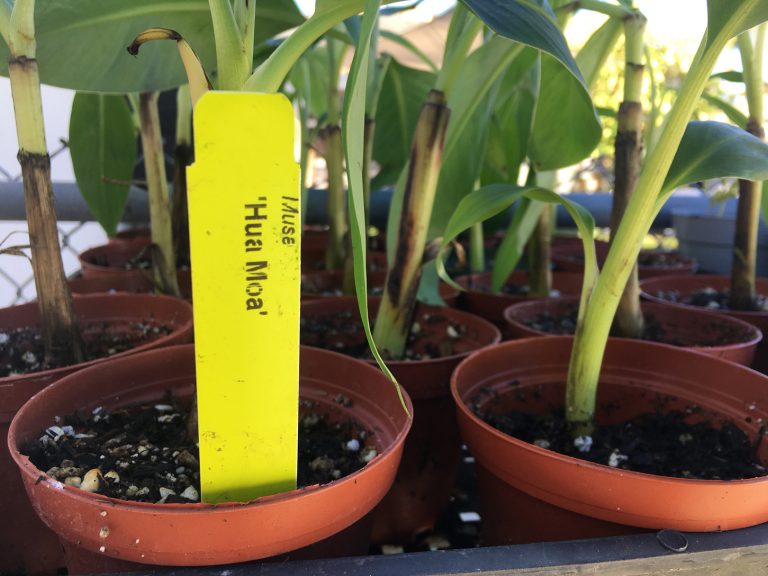 HUA MOA Popo'ulu Chicken Egg Banana Plant - Hawaiian Plantain - Banana ...