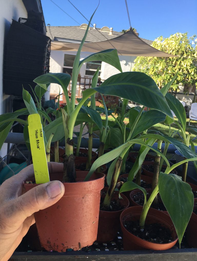 HUA MOA Popo'ulu Chicken Egg Banana Plant - Hawaiian Plantain - Banana ...
