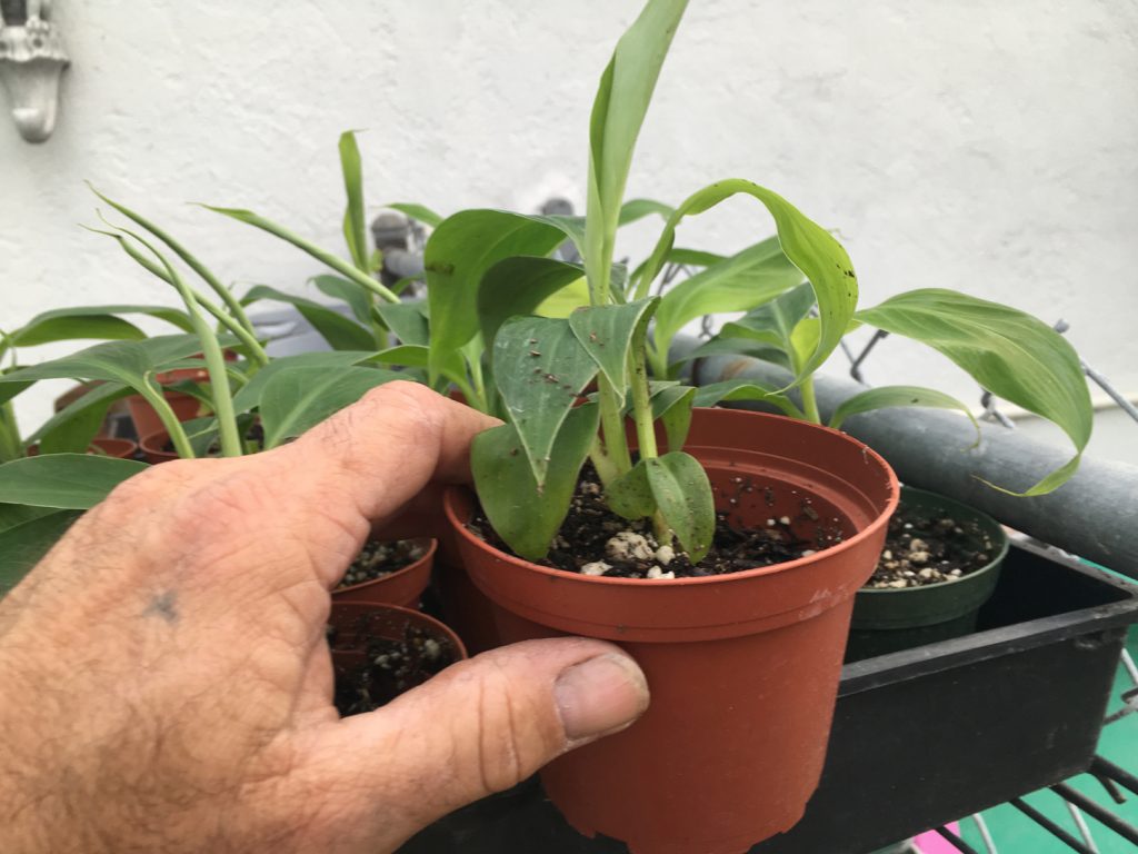 Dwarf Puerto Rican Plantain - Banana Trees For Sale