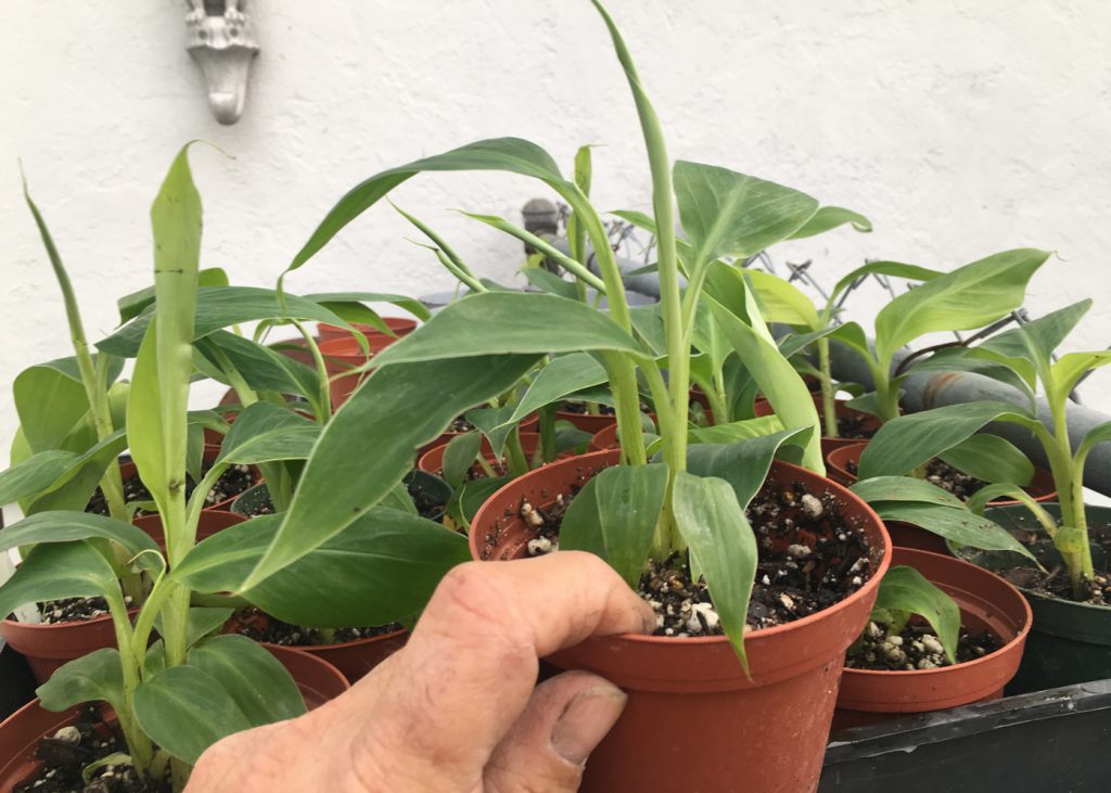 Dwarf Puerto Rican Plantain - Banana Trees For Sale