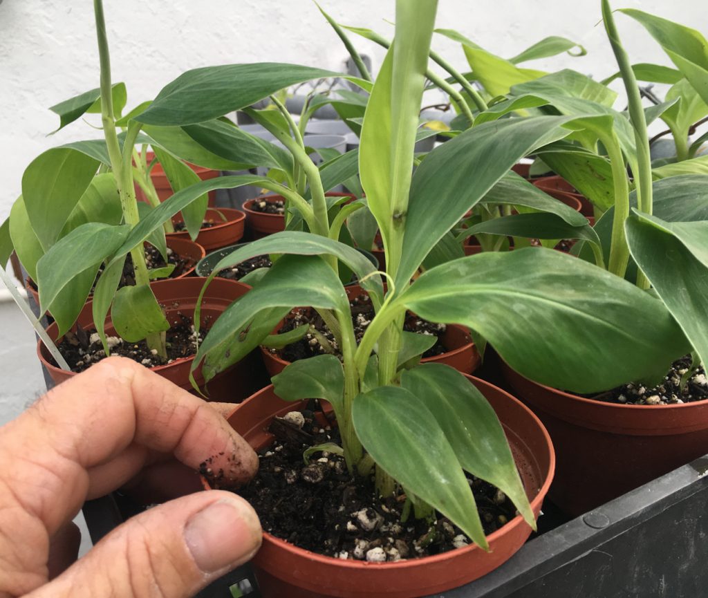 Dwarf Puerto Rican Plantain - Banana Trees For Sale