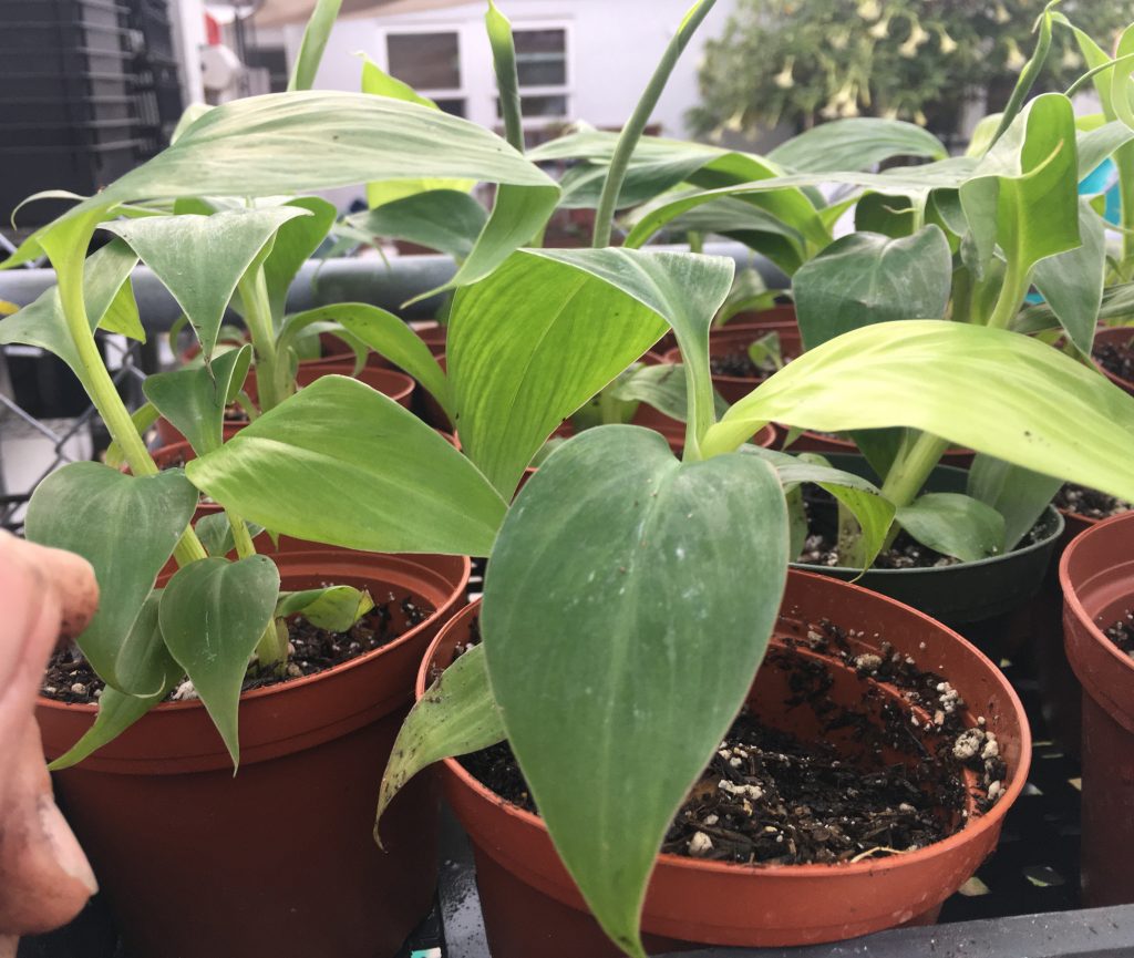 Dwarf Puerto Rican Plantain - Banana Trees For Sale