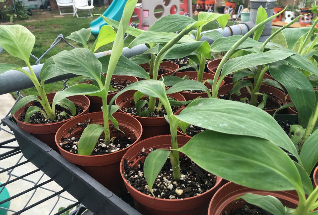 Dwarf Puerto Rican Plantain - Banana Trees For Sale