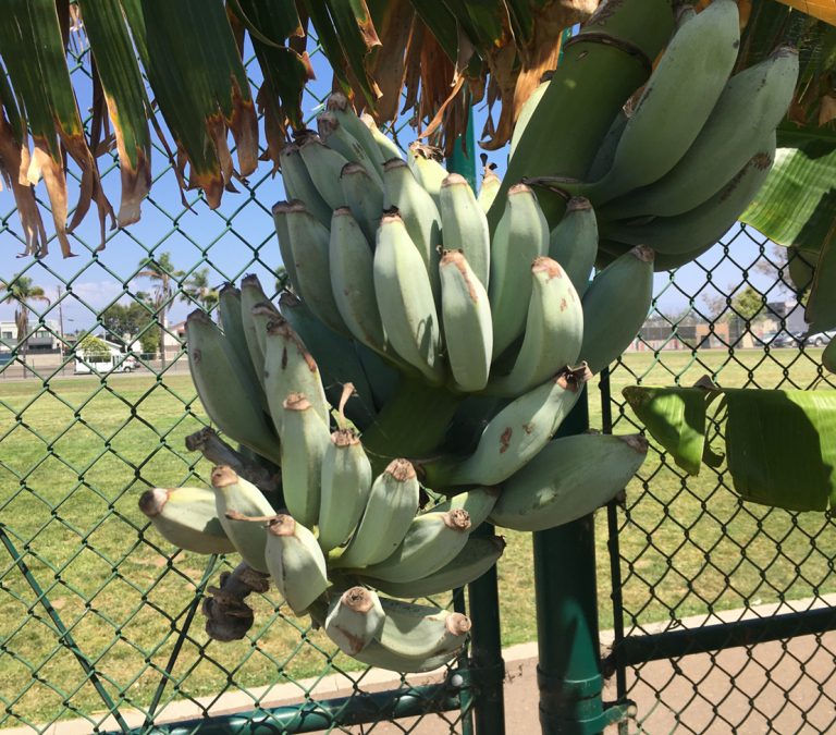 Blue Java "Ice Cream" Banana - Real Blue Java Banana Plant - Banana ...
