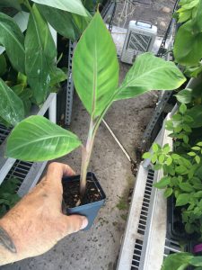 Misi Luki Banana -Live Banana Plant - Banana Trees For Sale
