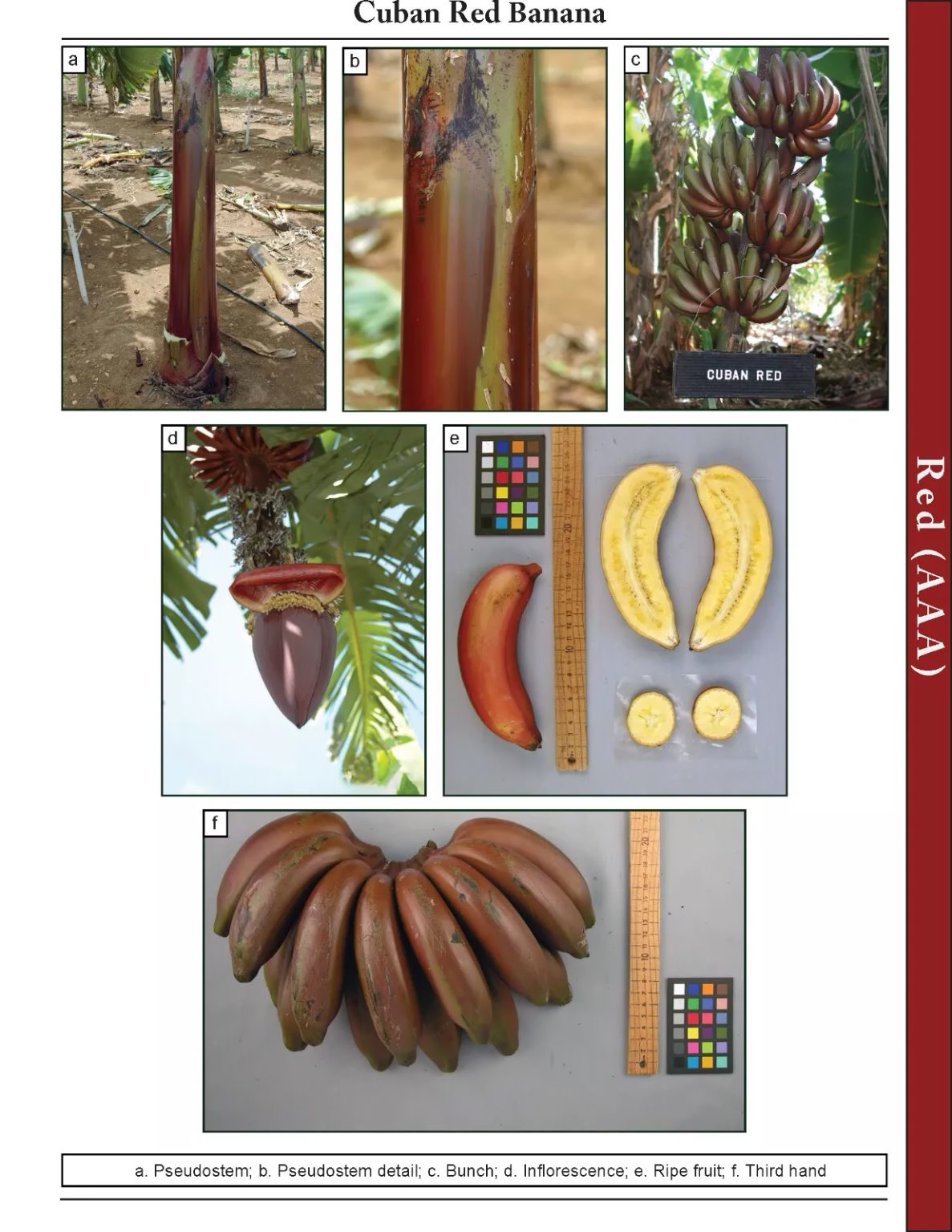 Red Dacca Banana - Banana Trees For Sale